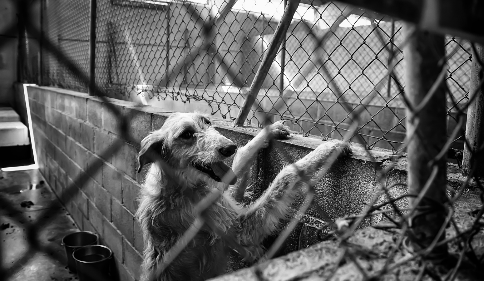 Modelos de canil: conheça 7 tipos para sua casa